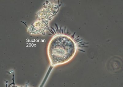 Wastewater Microbiology and Filamentous Bacteria Identification